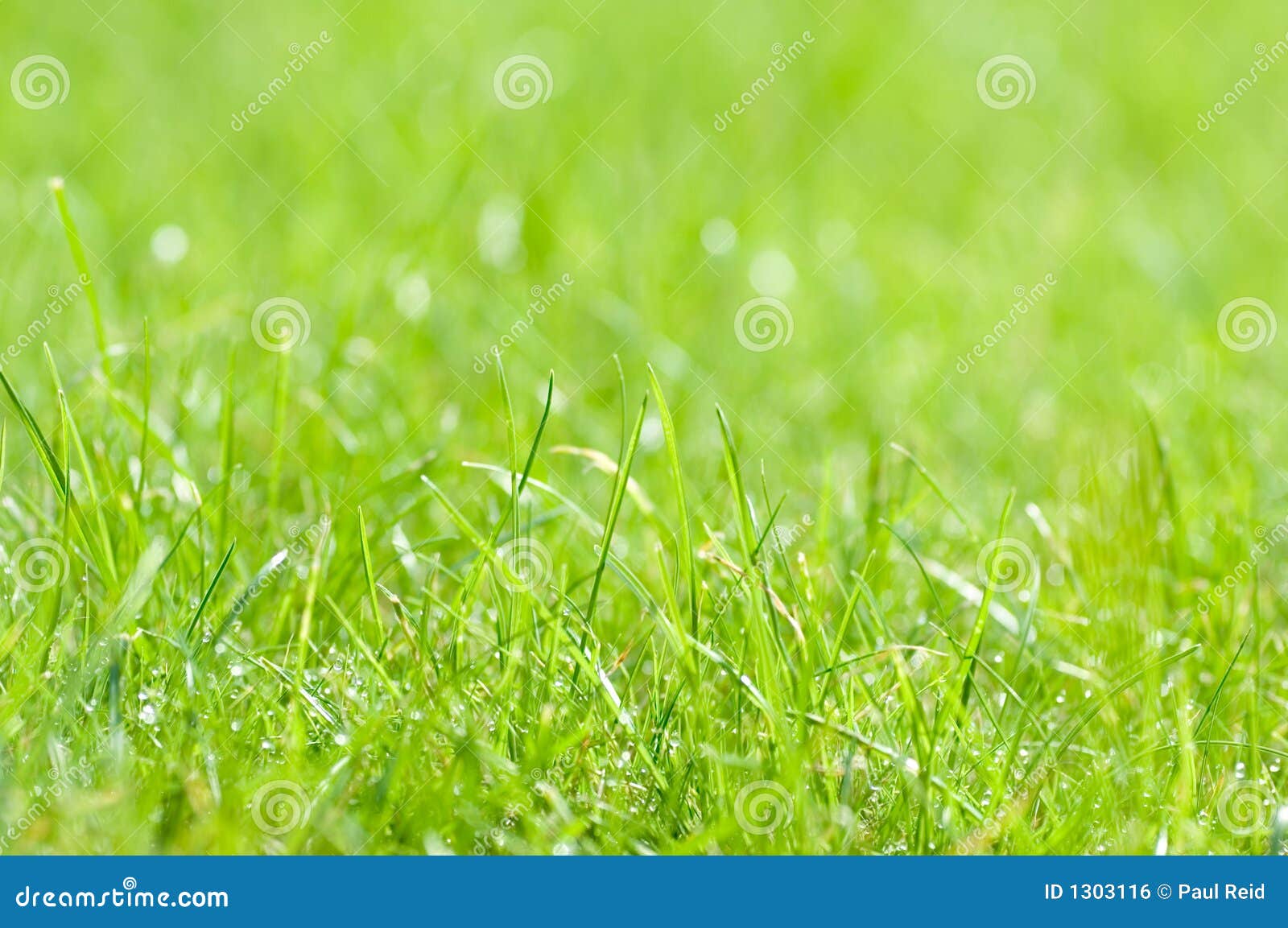 Fondo de la hierba verde foto de archivo. Imagen de modelo - 1303116