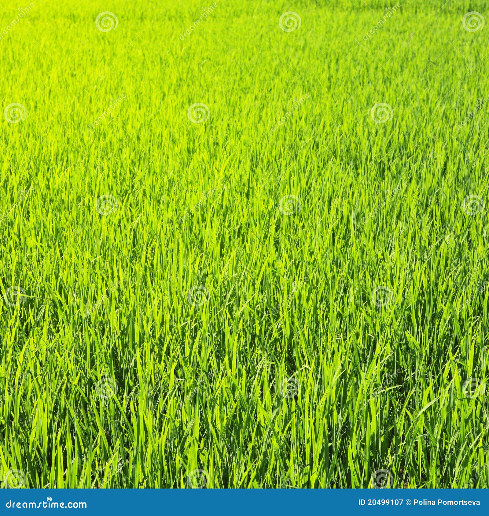 Fondo de la hierba verde imagen de archivo. Imagen de primer - 20499107