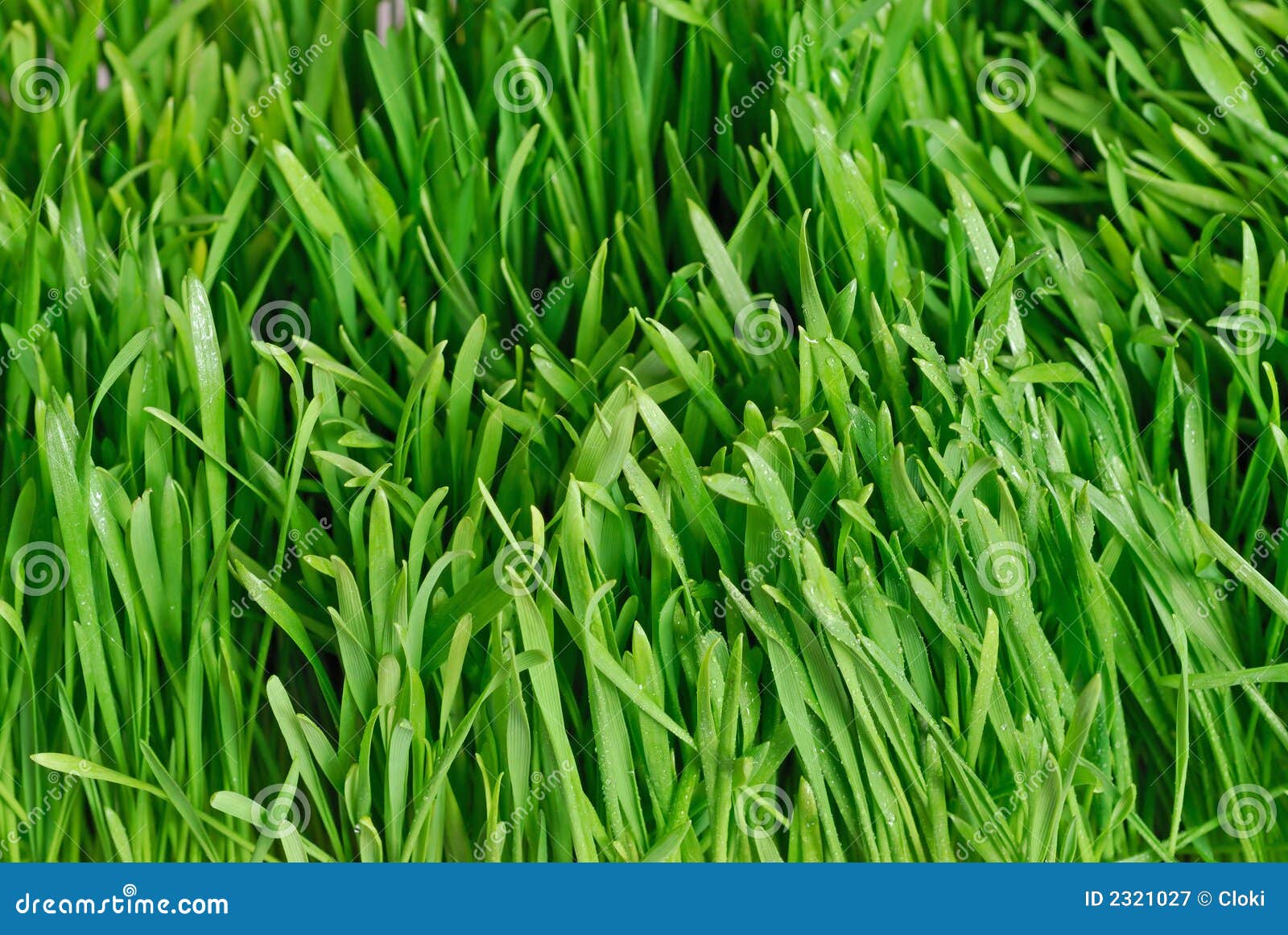 Fondo de la hierba verde imagen de archivo. Imagen de campo - 2321027
