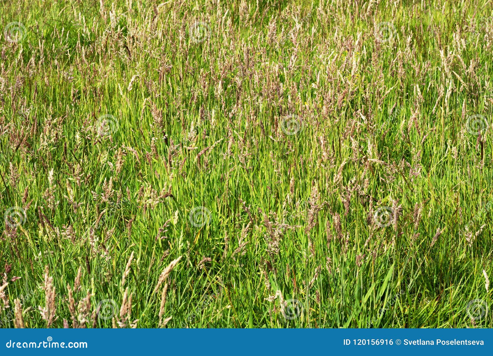 Fondo De La Hierba Verde Alta Foto de archivo - Imagen de pasto, fondo ...