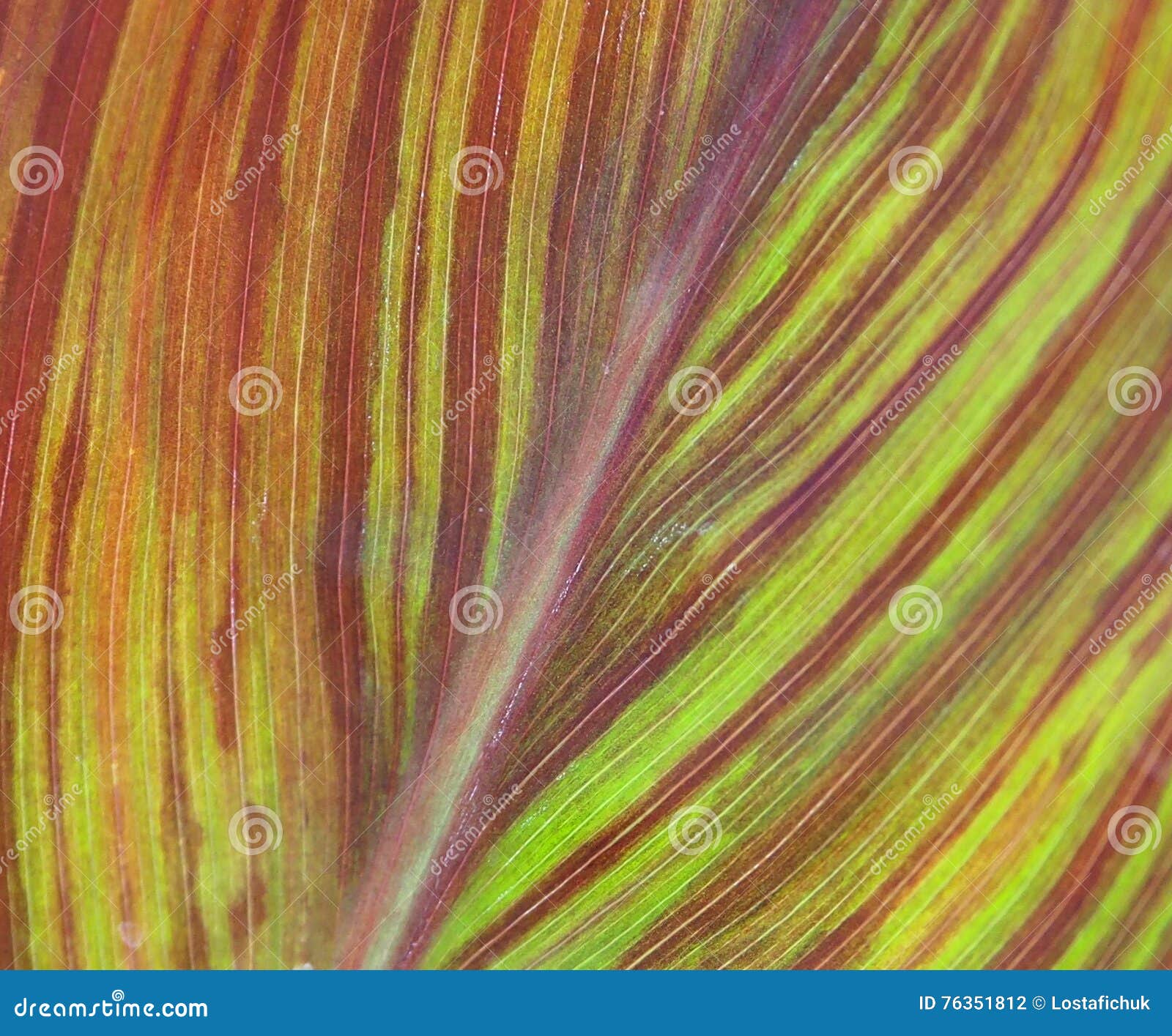 Fondo De La Hoja Con Las Rayas Rojas Y Verdes Foto de archivo - Imagen ...