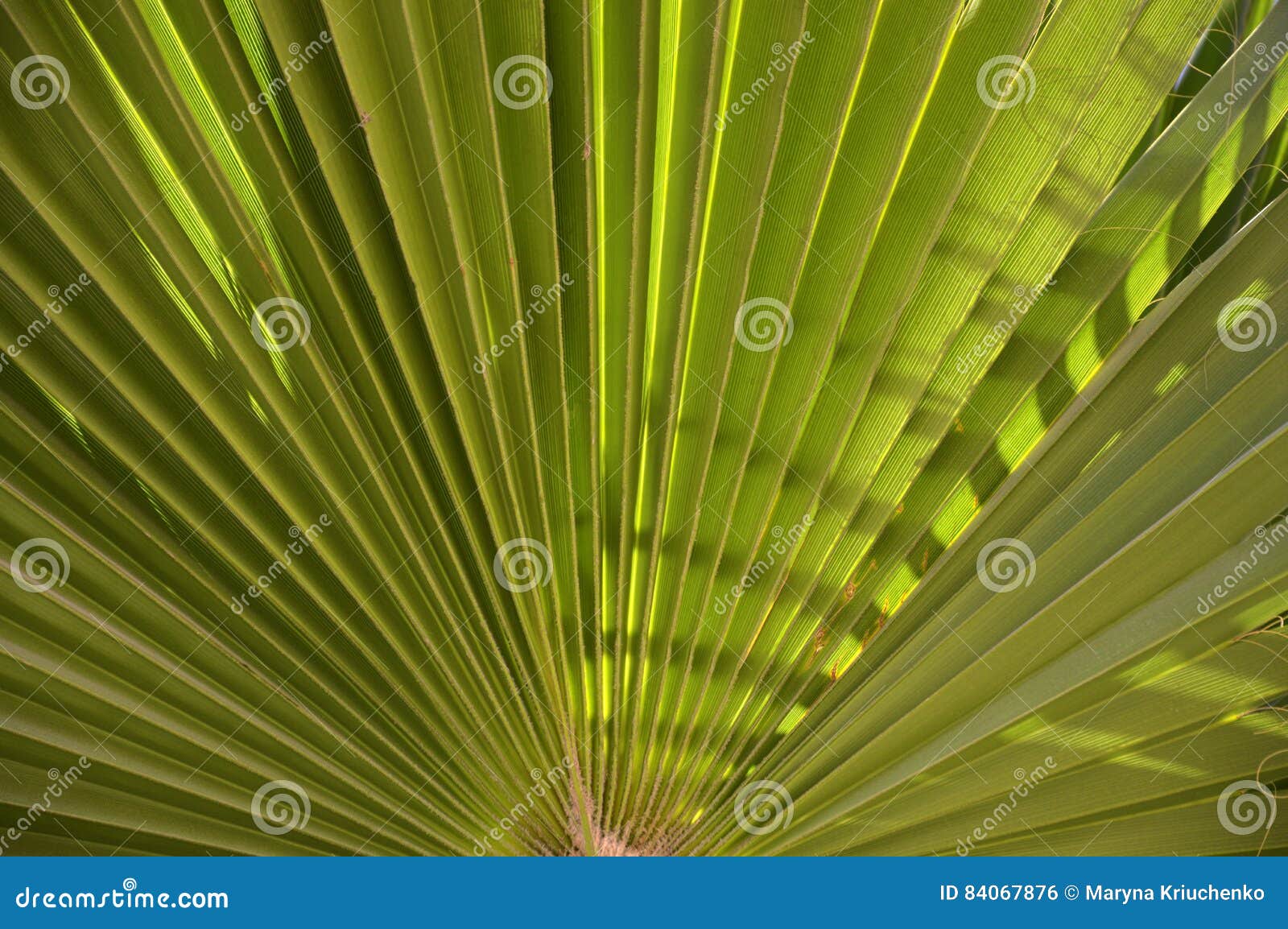 Fondo de la hoja de palma foto de archivo. Imagen de hoja - 84067876