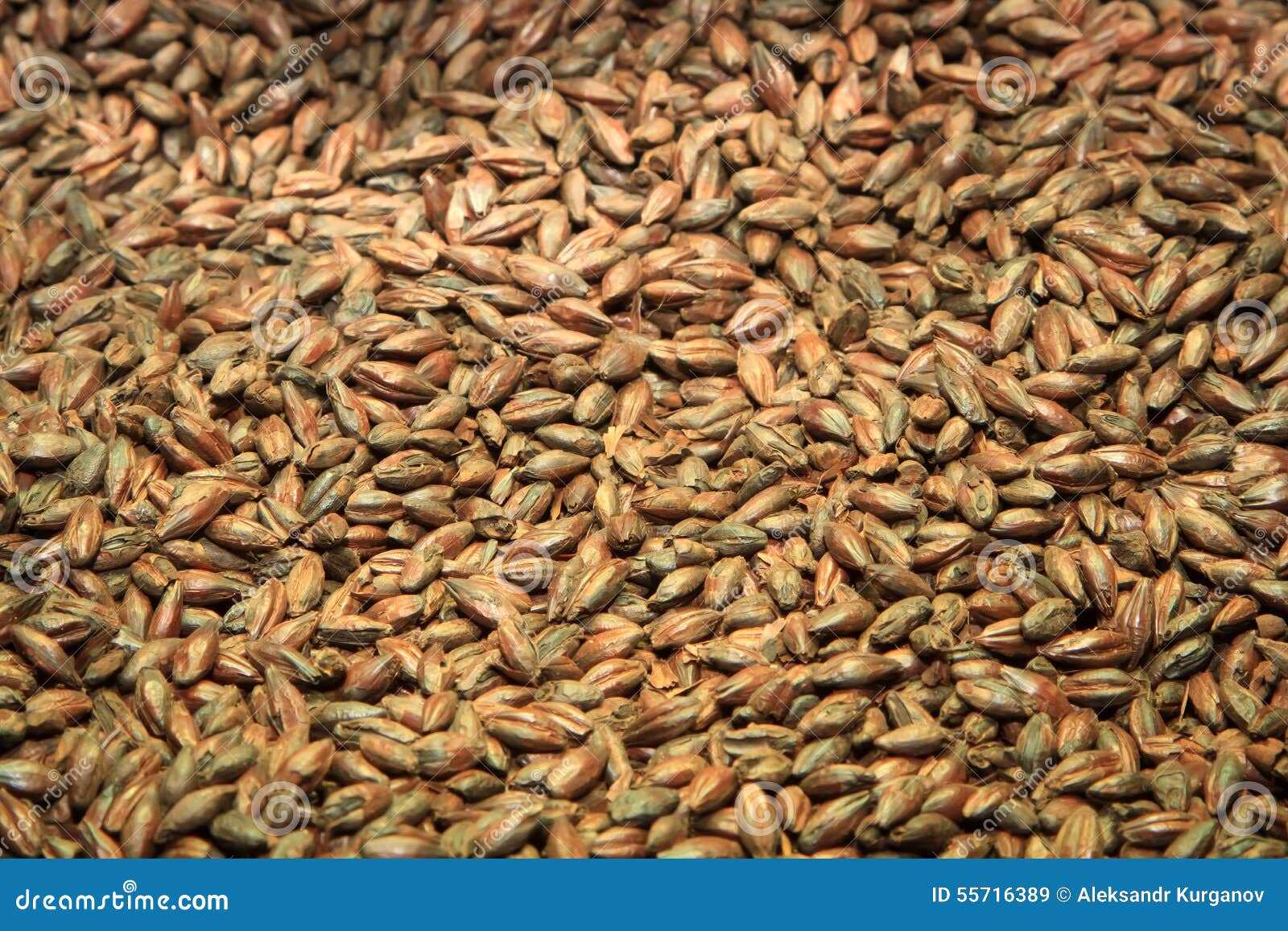 Fondo De La Malta Ingrediente Para La Cerveza Imagen de archivo ...