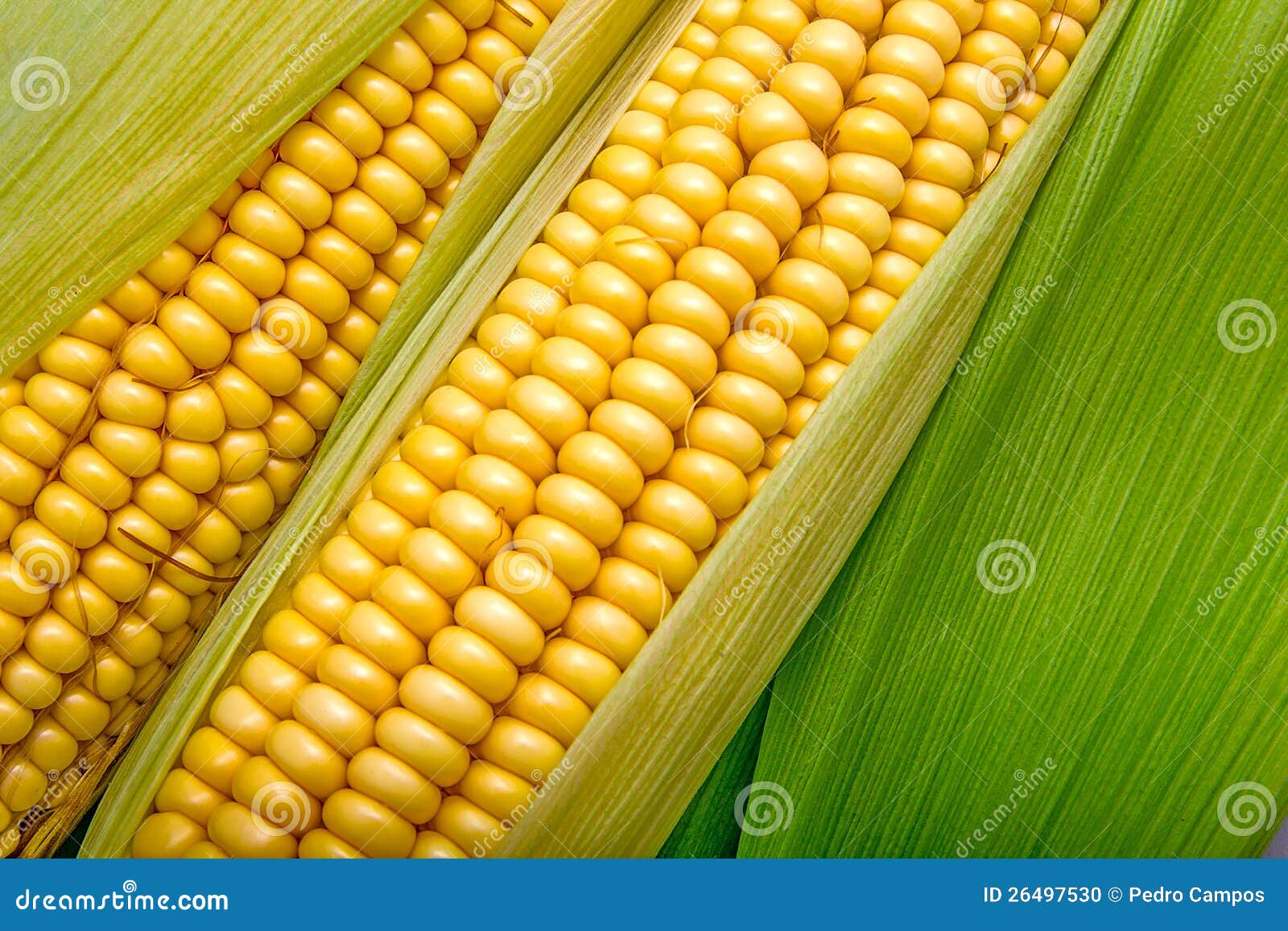 Fondo de la mazorca foto de archivo. Imagen de comida - 26497530