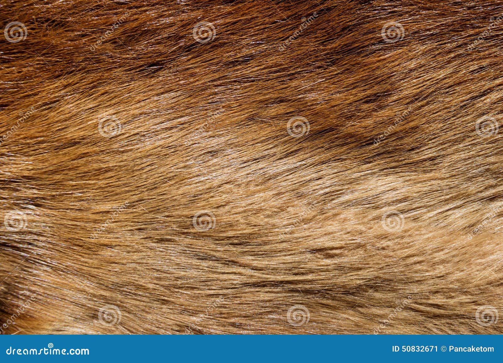 Fondo De La Piel Del Castor Imagen de archivo - Imagen de cierre, fondo ...