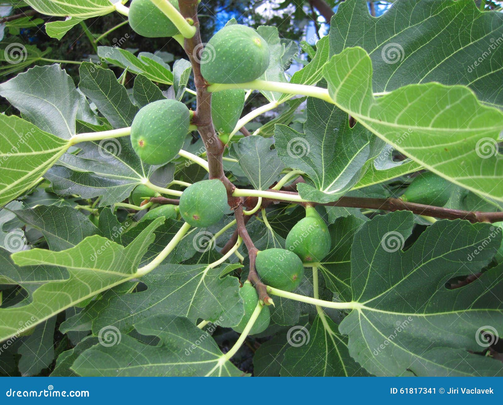 Fondo De La Planta Del Higo Imagen de archivo - Imagen de cubo, granja ...