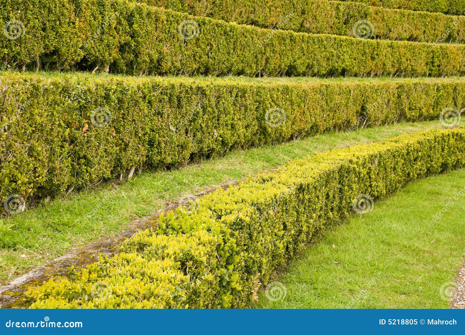 Fondo De La Planta Del Seto Imagen. Imagen: 5218805