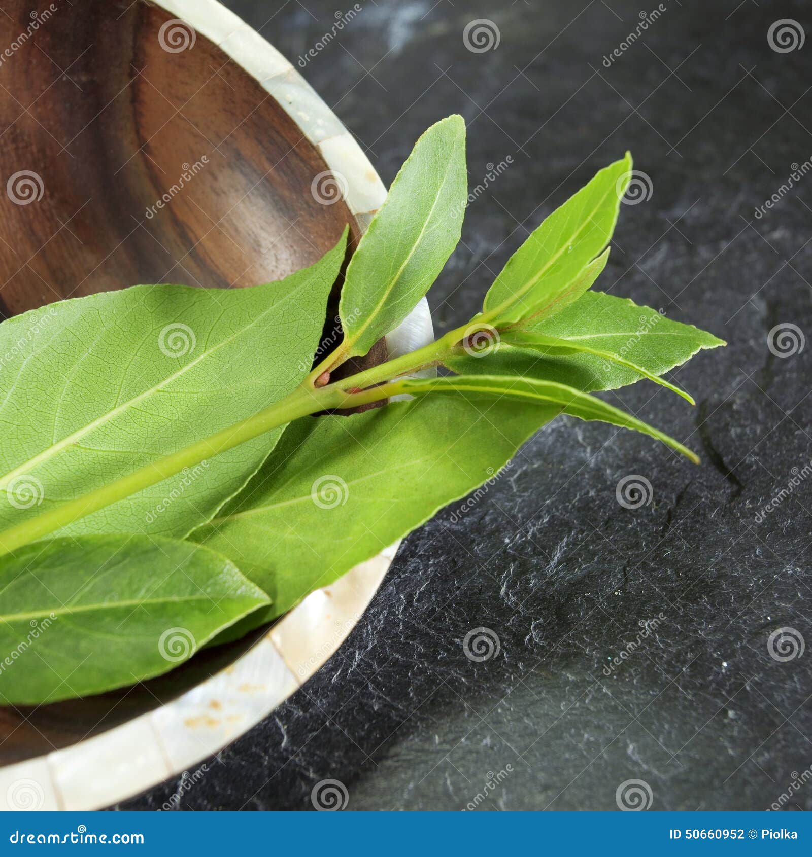 Fondo De La Rama Del Laurel Foto de archivo - Imagen de sano, verde ...