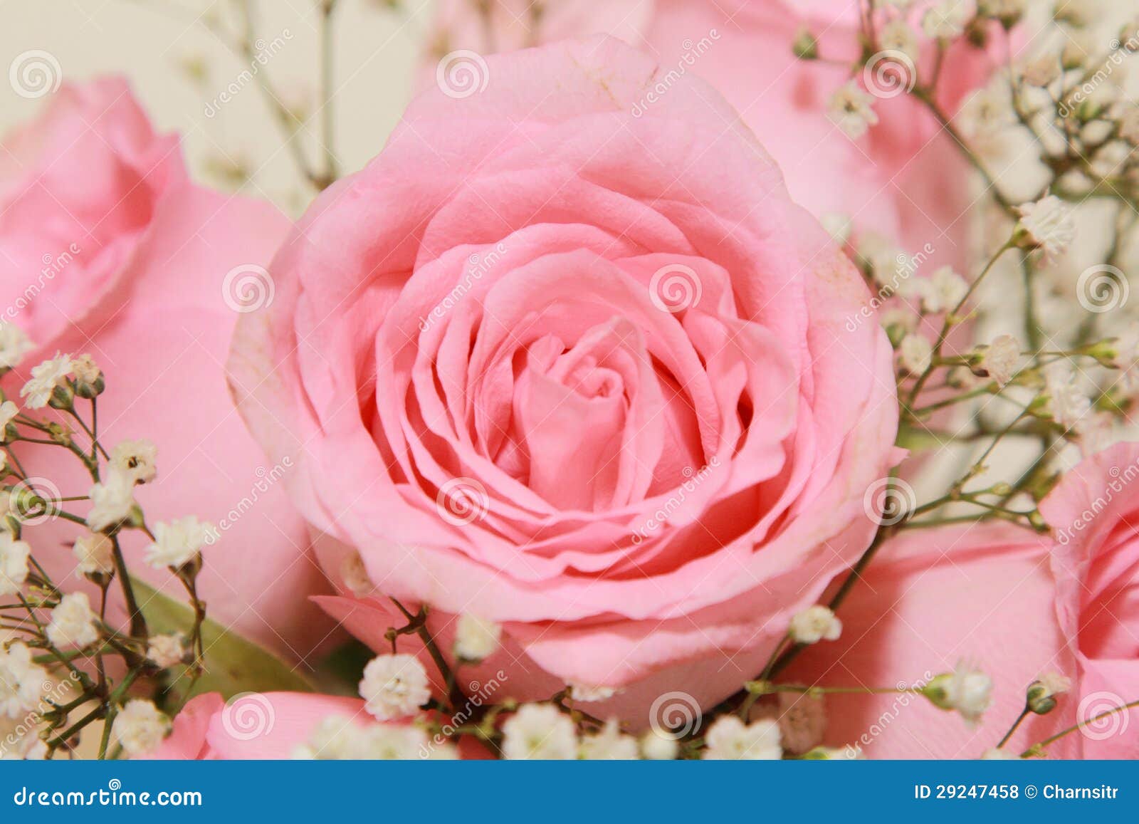 Fondo de la rosa del rosa foto de archivo. Imagen de aroma - 29247458