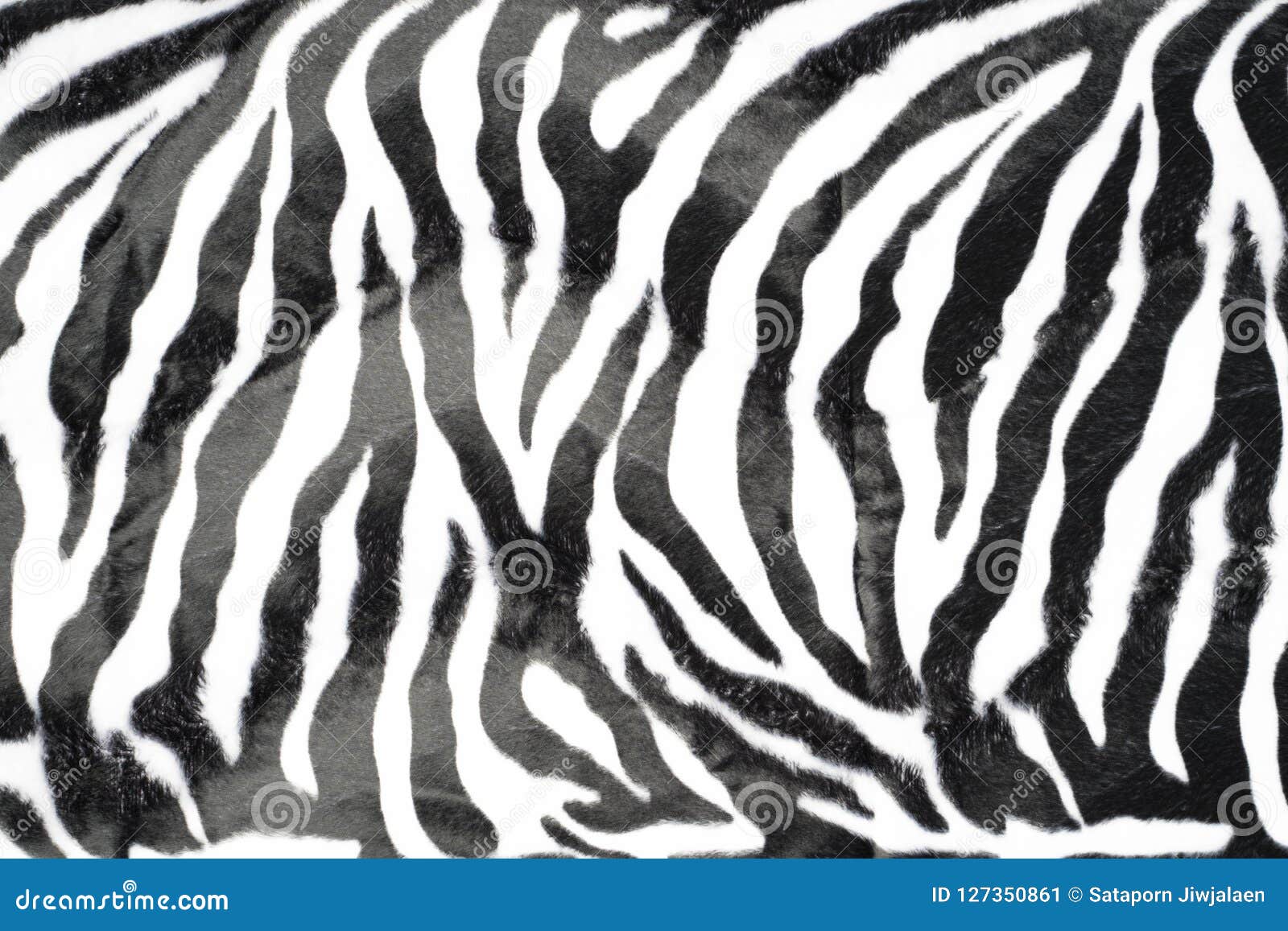 Fondo De La Textura De La Cebra Imagen de archivo - Imagen de cierre ...