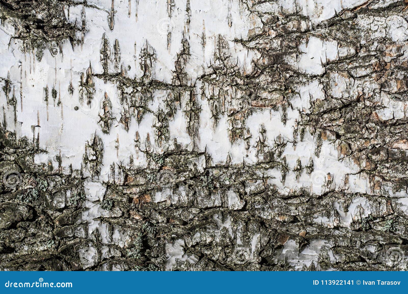 Fondo De La Textura De La Corteza De Abedul Imagen de archivo - Imagen ...