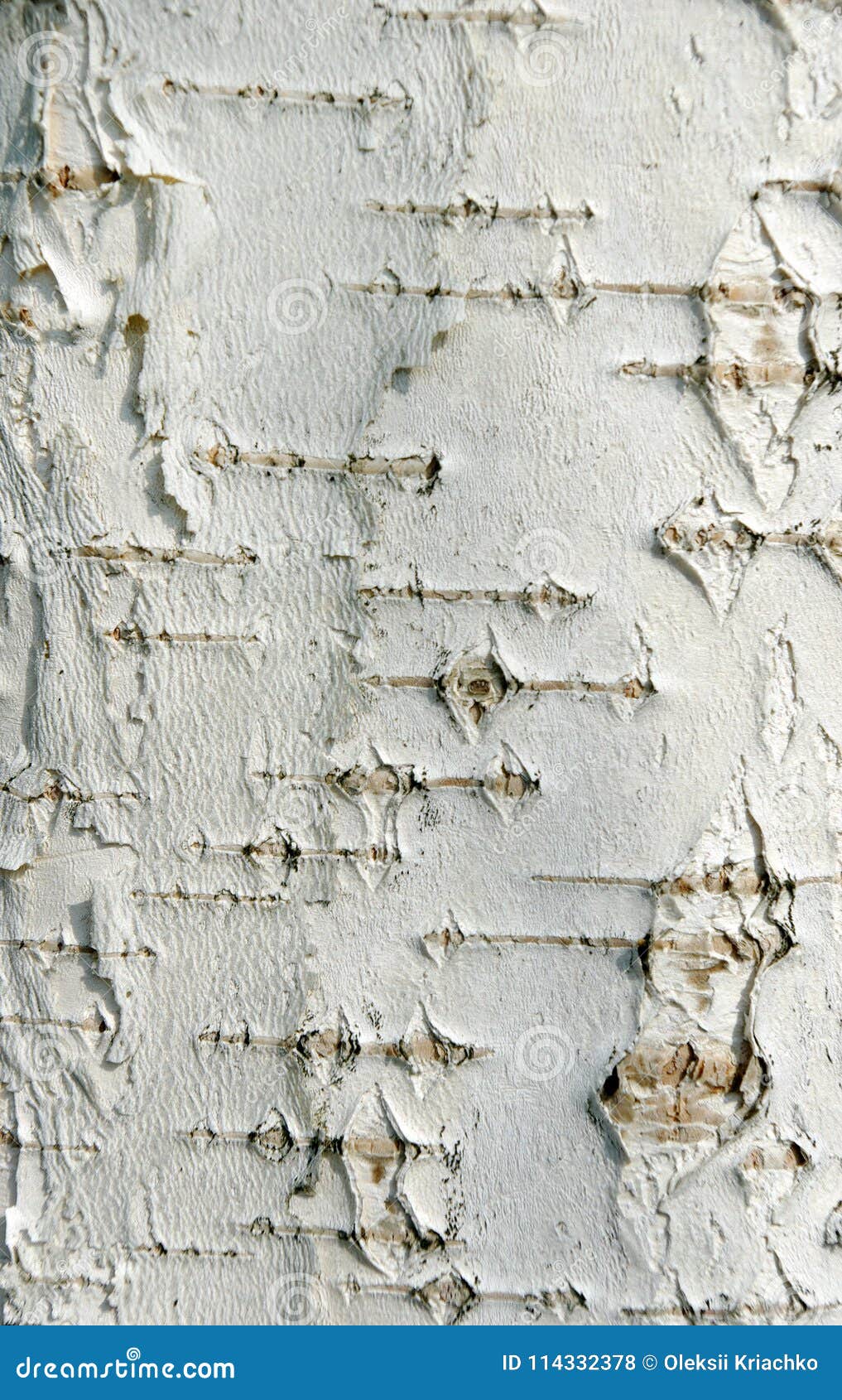 Fondo De La Textura De La Corteza De Abedul Foto de archivo - Imagen de ...