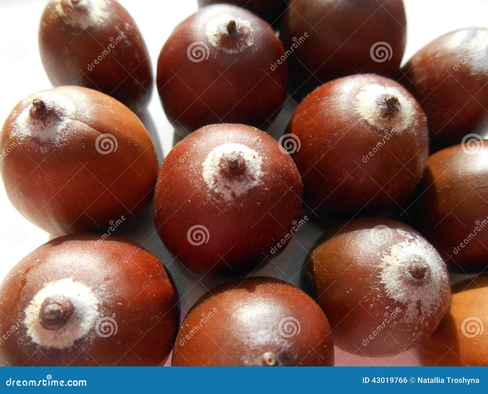 Fondo De La Textura De Las Bellotas Foto de archivo - Imagen de rojo ...