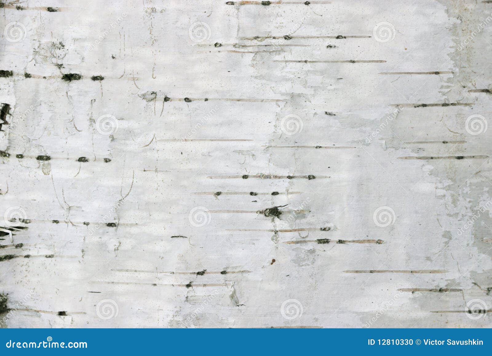 Fondo De La Textura Del Abedul Foto de archivo - Imagen de extracto ...