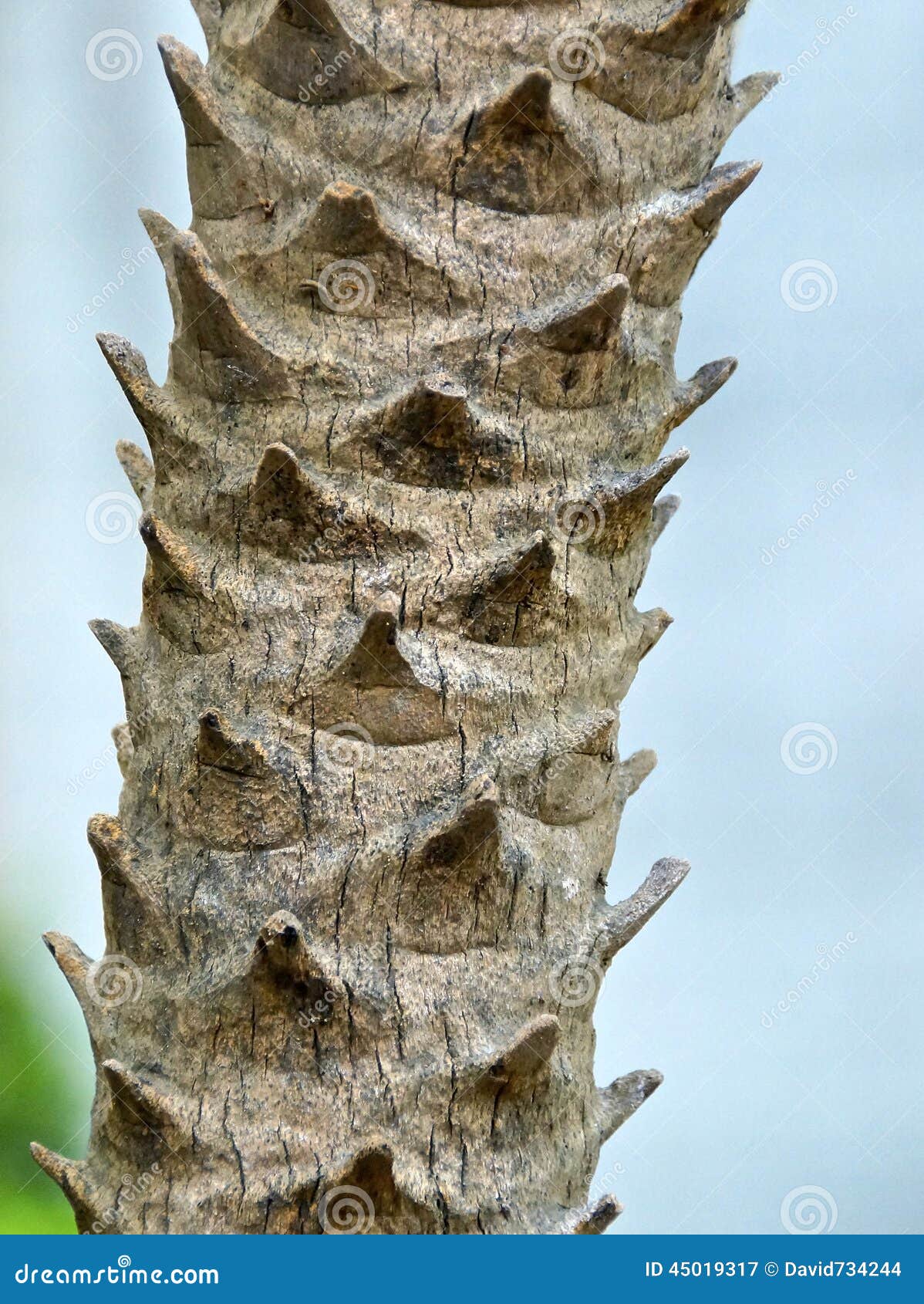 Fondo De La Textura Del Coco Imagen de archivo - Imagen de detalle ...
