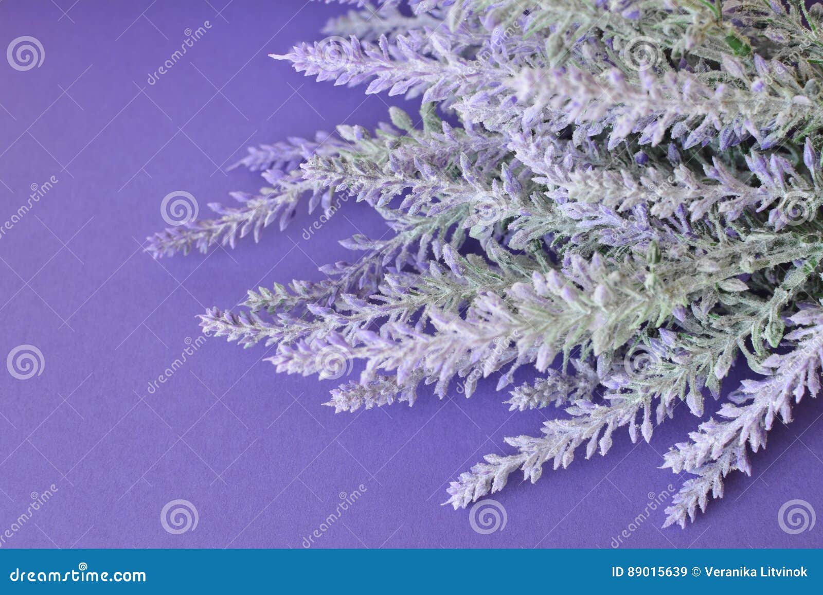 Fondo De La Violeta De La Flor De La Lavanda Imagen de archivo - Imagen ...