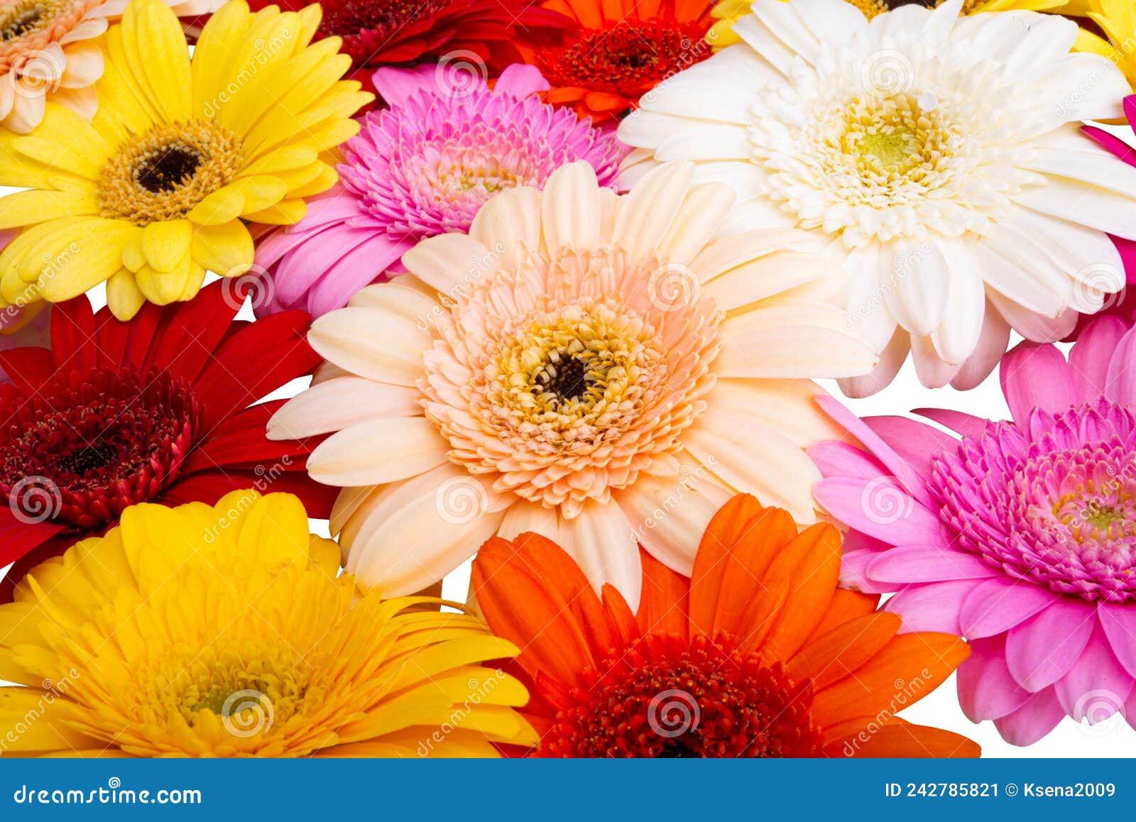 Fondo De Las Hermosas Gerberas Coloreadas Imagen de archivo - Imagen de ...
