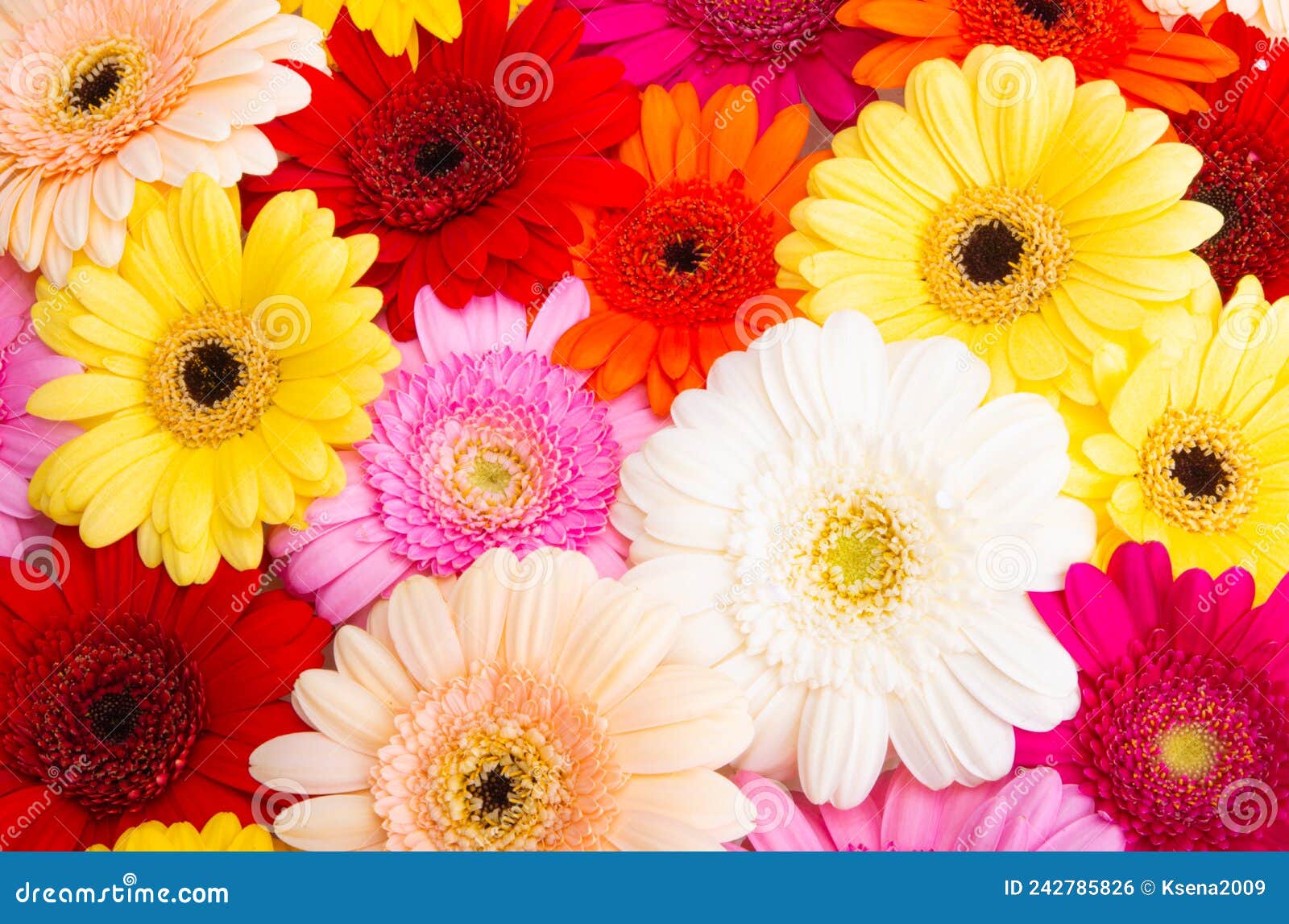 Fondo De Las Hermosas Gerberas Coloreadas Foto de archivo - Imagen de ...