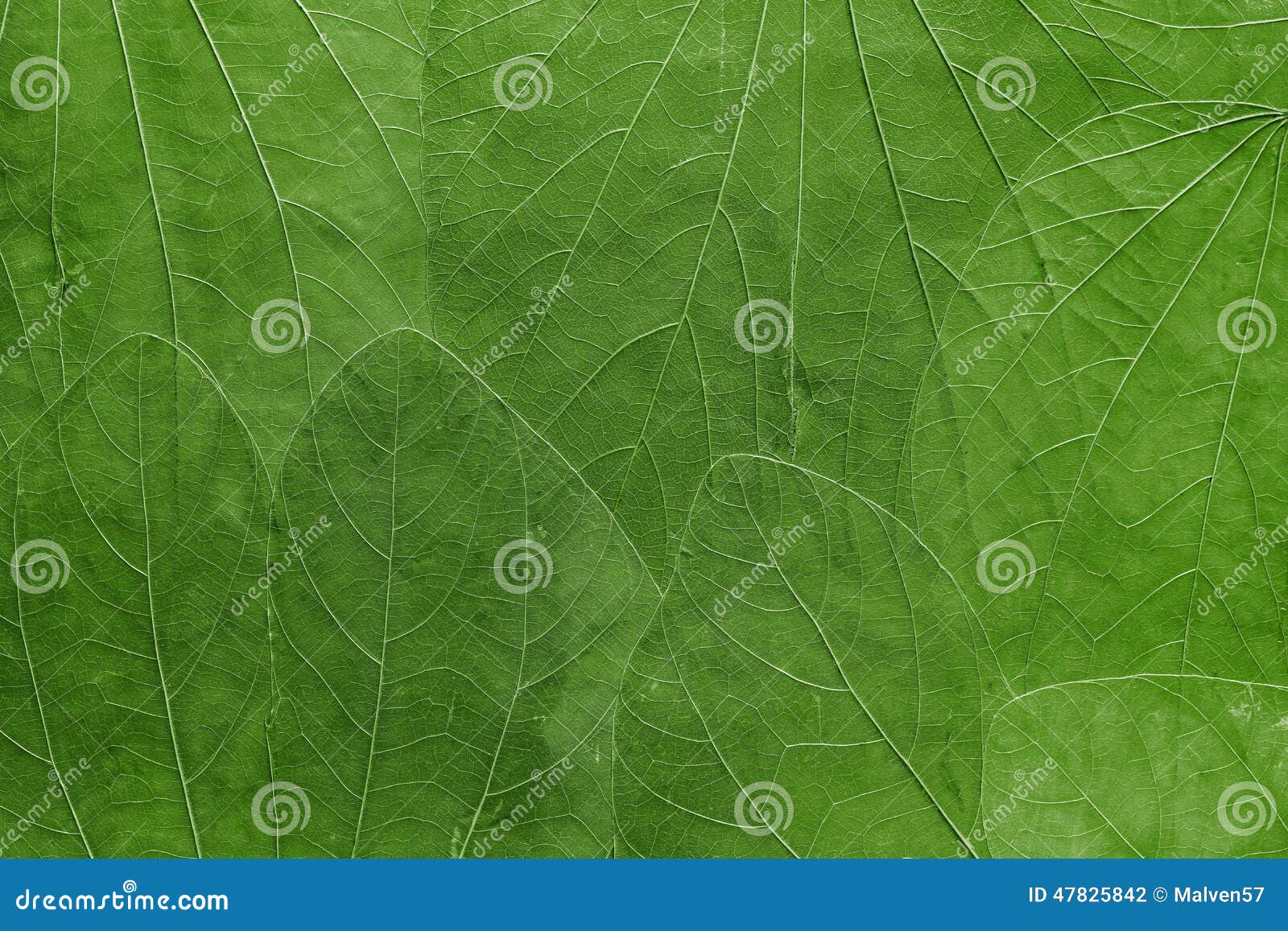 Fondo De Las Hojas Del Color Verde Claro Foto de archivo - Imagen de ...