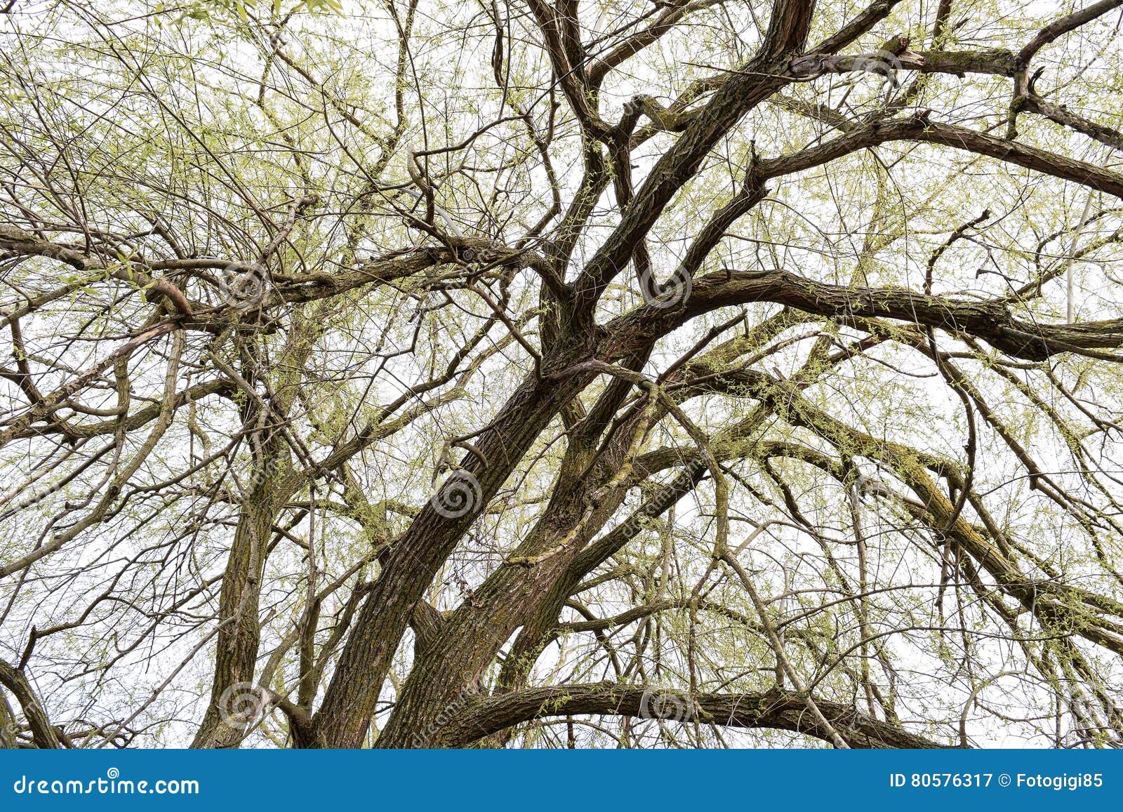 Fondo De Las Ramas De árboles Imagen de archivo - Imagen de vida, claro ...