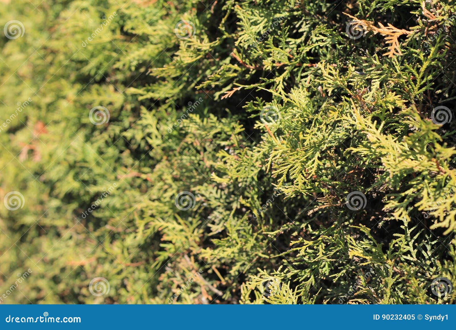 Fondo De Las Ramas Del Verde Del Thuya Imagen de archivo - Imagen de ...