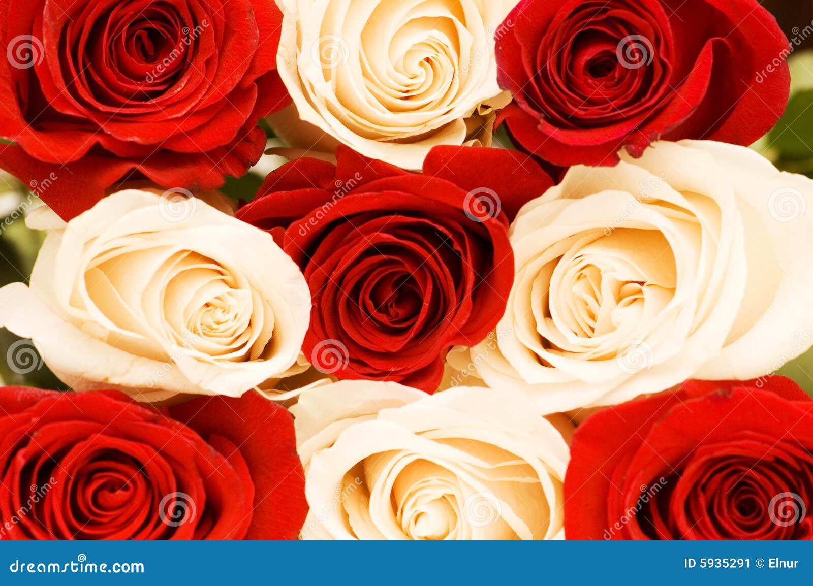 Fondo De Las Rosas Rojas Y Blancas Imagen de archivo - Imagen: 5935291