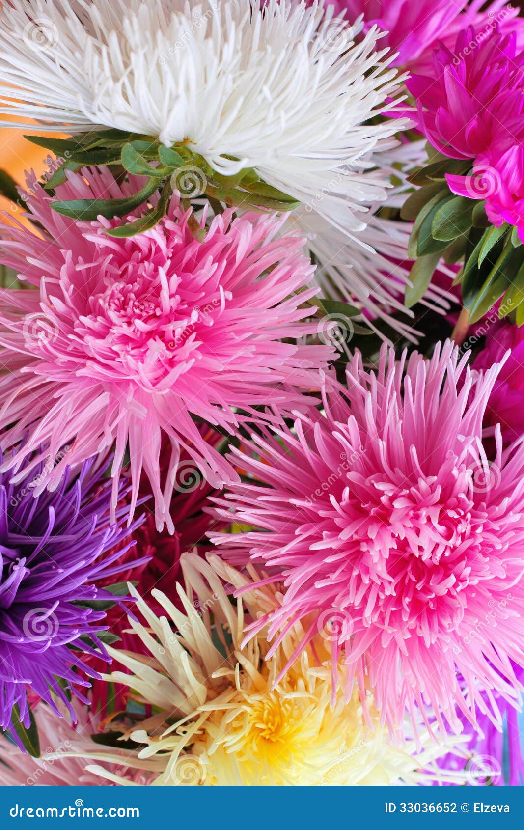 Fondo de los asteres foto de archivo. Imagen de pétalo - 33036652
