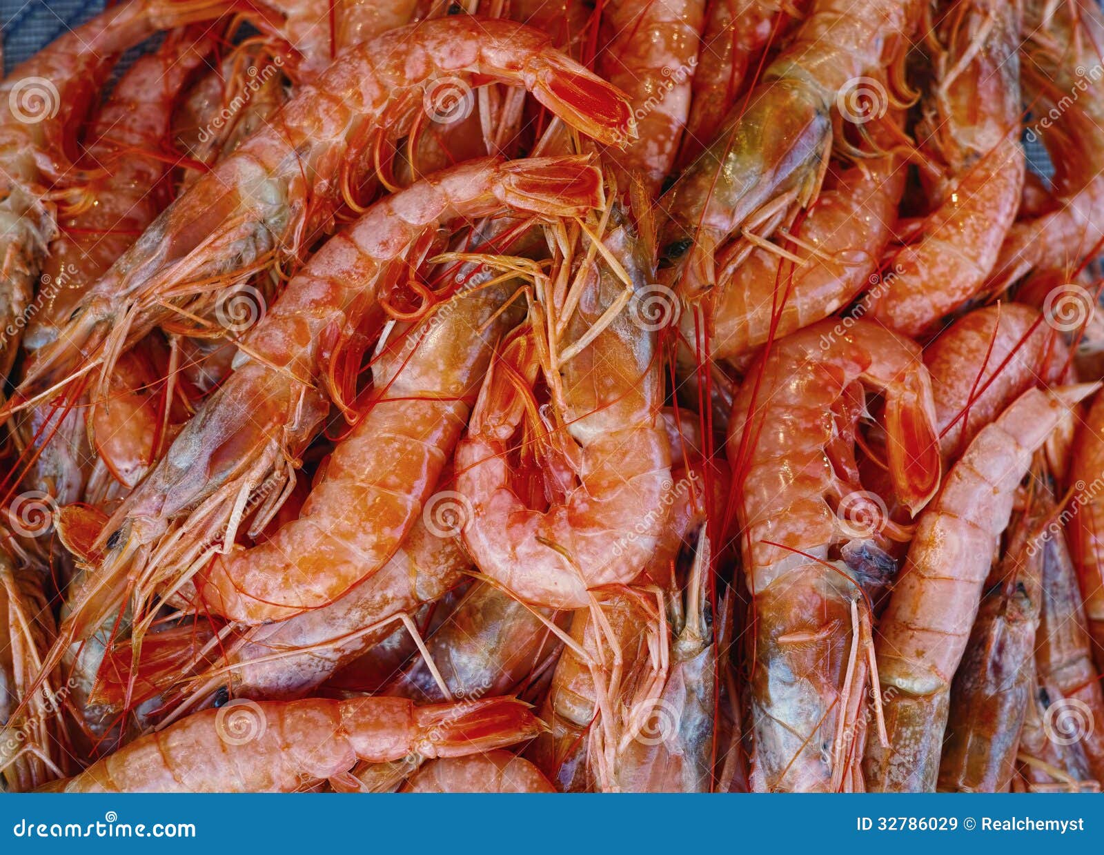 Fondo De Los Camarones Del Mar Rojo Imagen de archivo - Imagen de ...