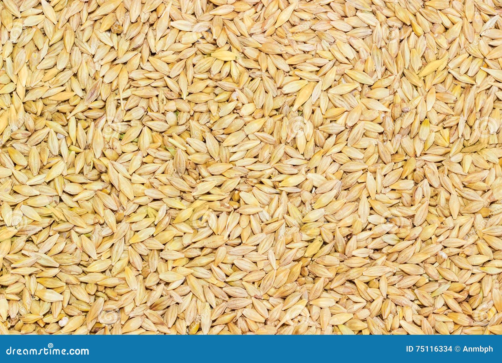 Fondo De Los Granos De La Cebada Foto de archivo - Imagen de malta ...