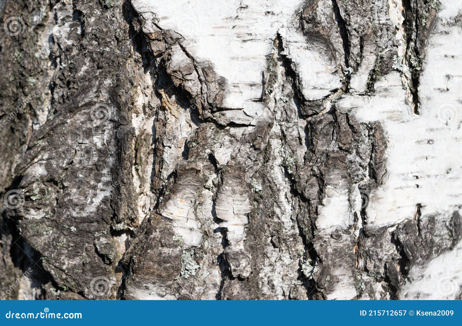 Fondo De Madera De Abedul Textura Primer Plano Imagen de archivo ...