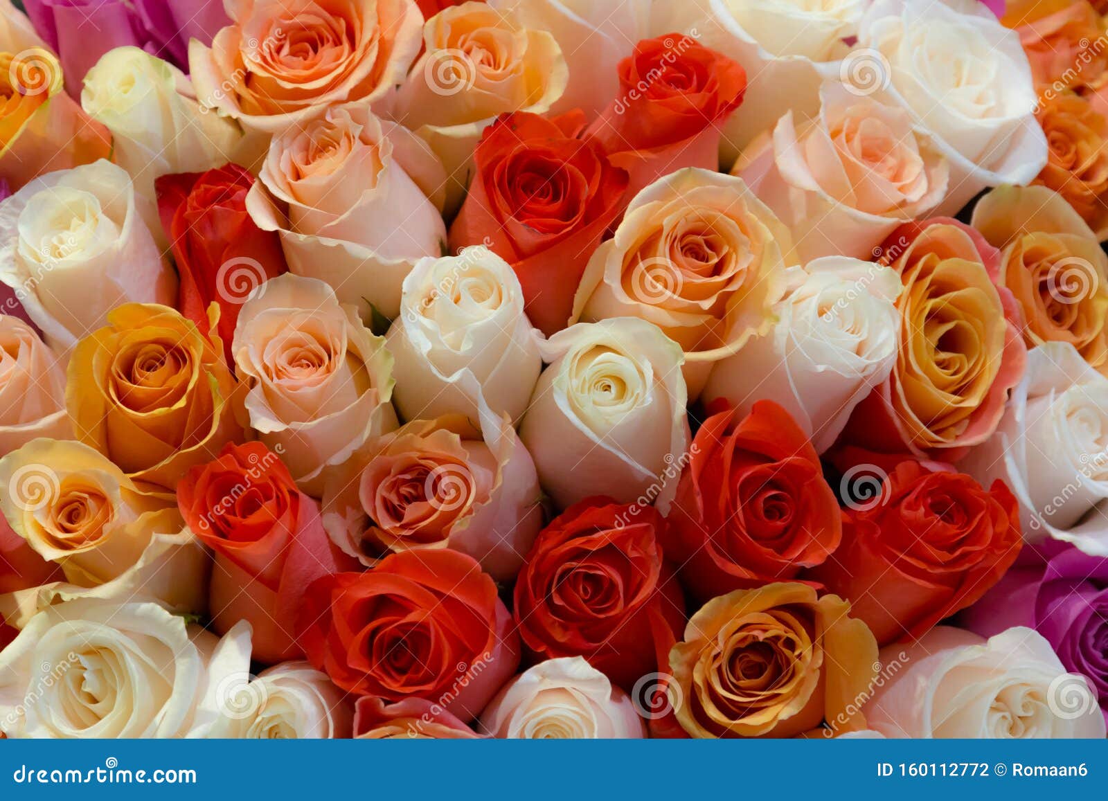 Fondo De Muchas Flores Multicolores De Rosas Foto de archivo - Imagen ...