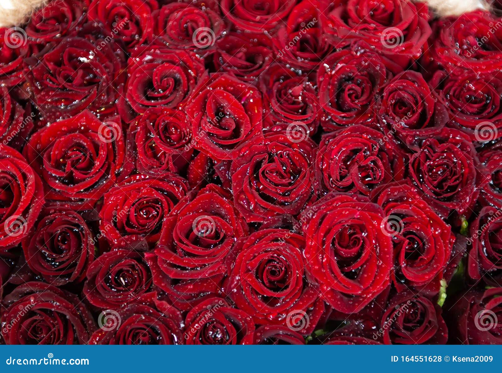 Fondo De Muchas Rosas Rojas Con Gotas De Agua Foto de archivo - Imagen ...