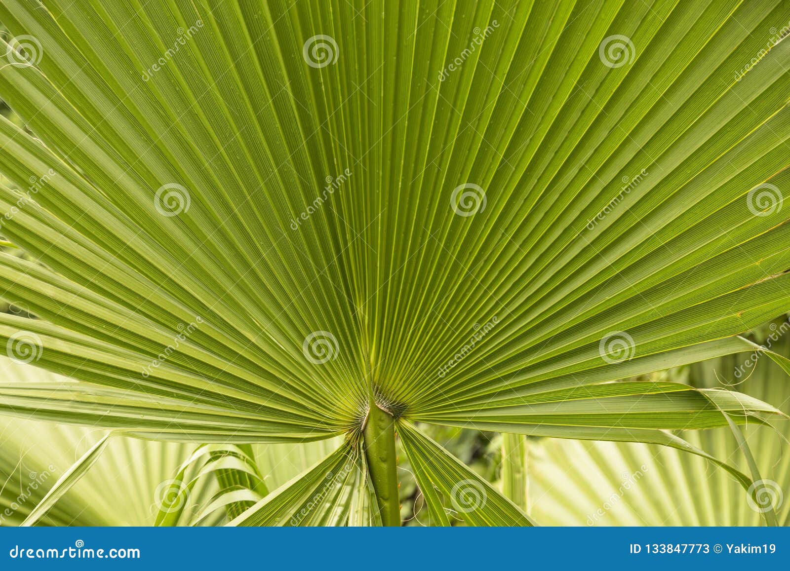 Fondo de objetos naturales imagen de archivo. Imagen de palma - 133847773