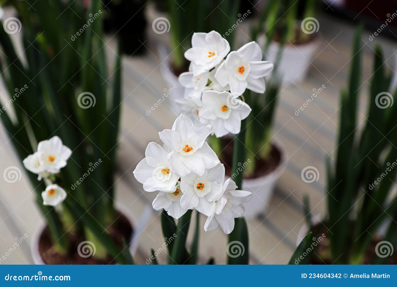 Fondo De Papel Flores De Narciso Blanco En Flor Foto de archivo ...