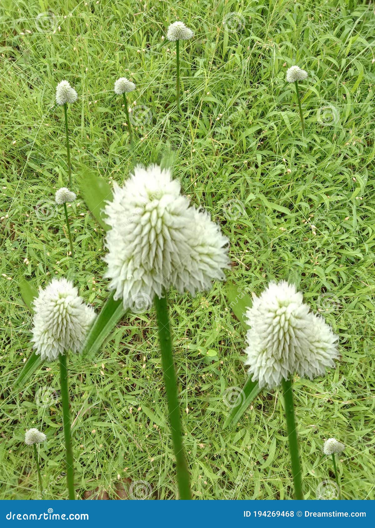 Fondo De Pasto De Flores Blancas Foto de archivo - Imagen de alimento ...
