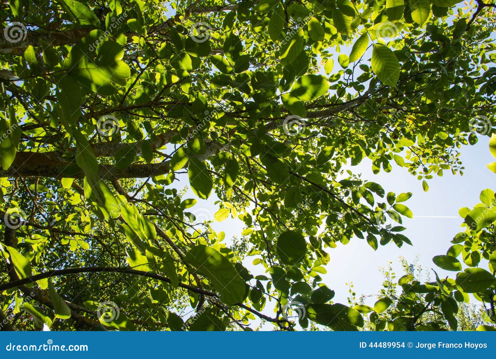 Fondo de ramas foto de archivo. Imagen de asoleado, belleza - 44489954