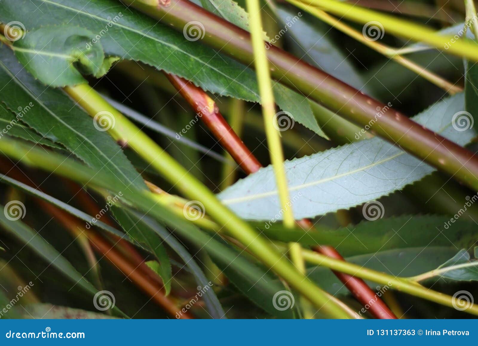 Fondo de ramas verdes imagen de archivo. Imagen de extracto - 131137363