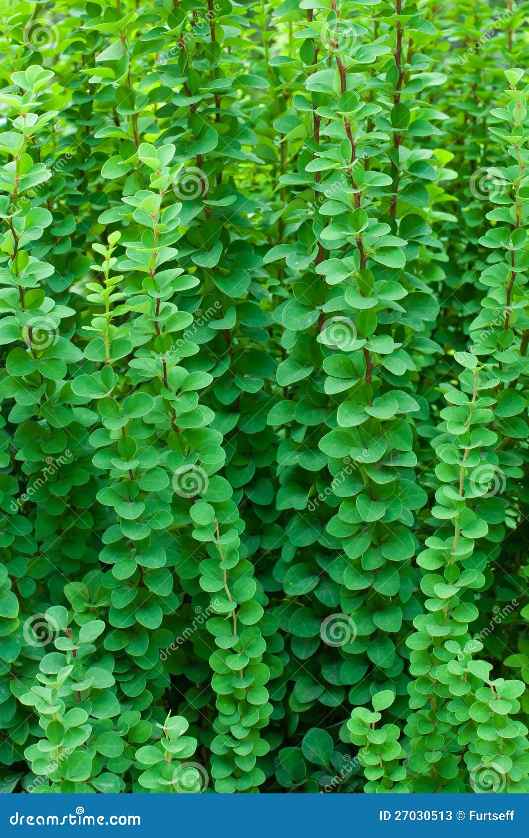 Fondo de ramas verdes imagen de archivo. Imagen de parte - 27030513