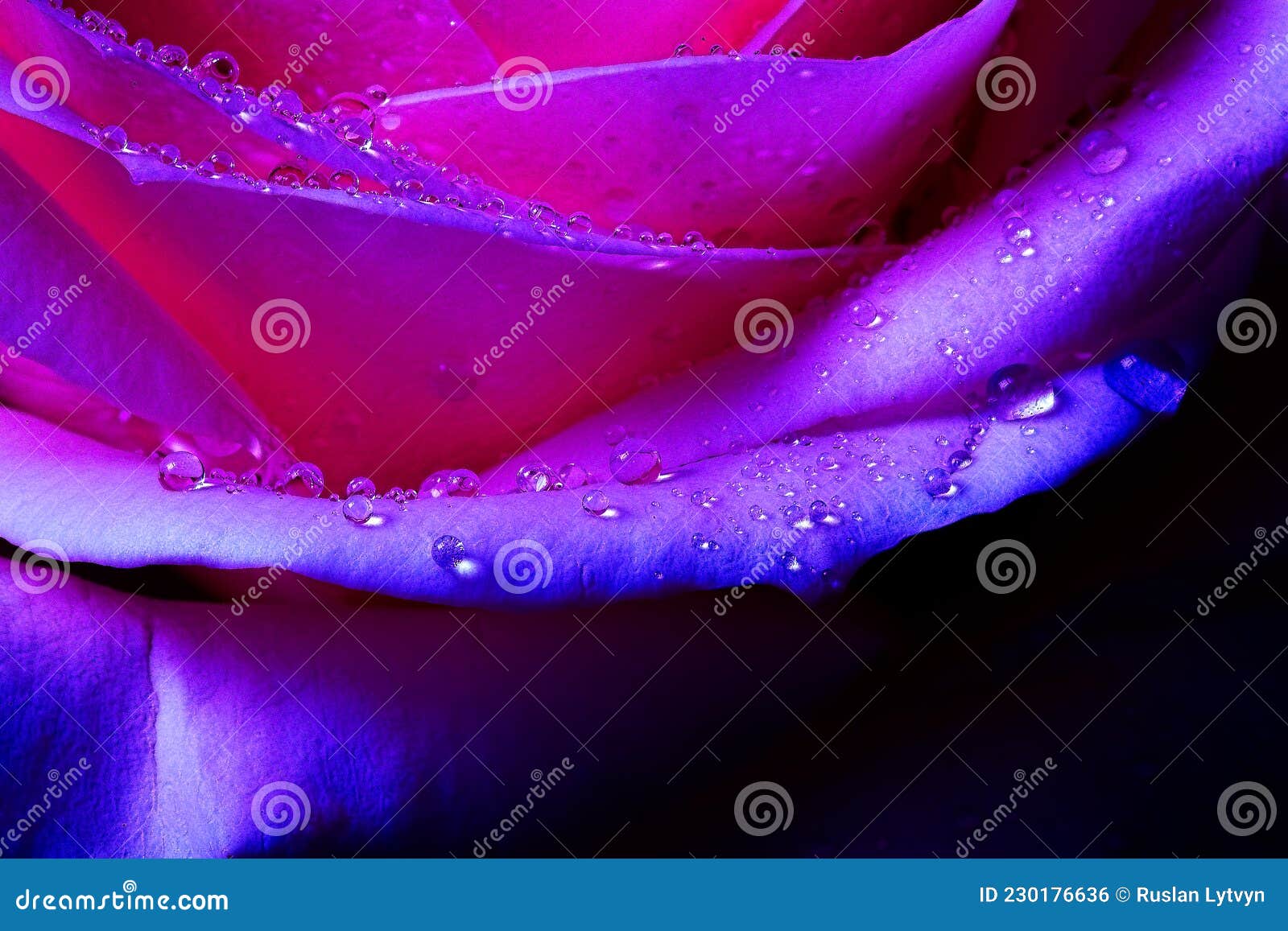 Fondo de rosa naranja foto de archivo. Imagen de fresco - 230176636