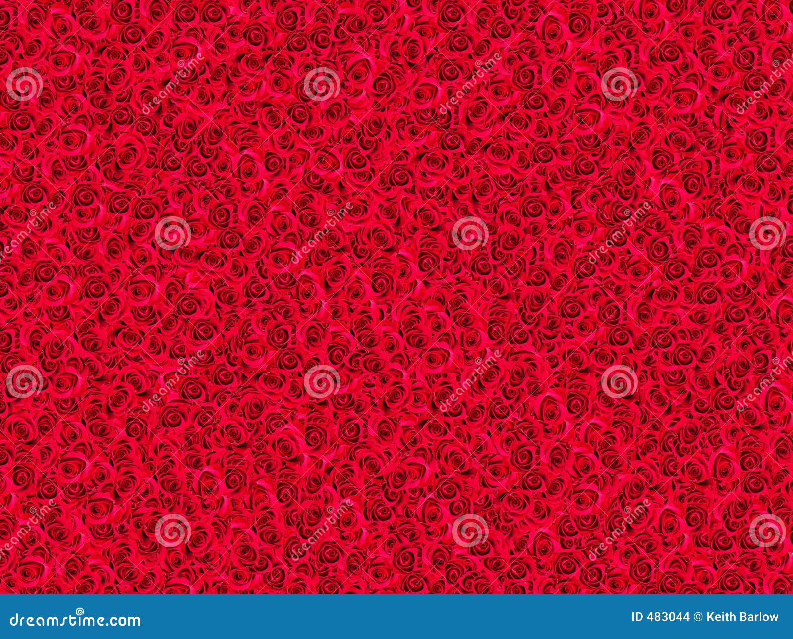 Fondo de rosas rojas foto de archivo. Imagen de extracto - 483044