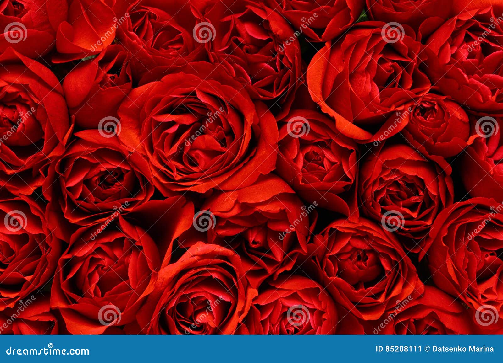 Fondo de rosas rojas imagen de archivo. Imagen de rosa - 85208111