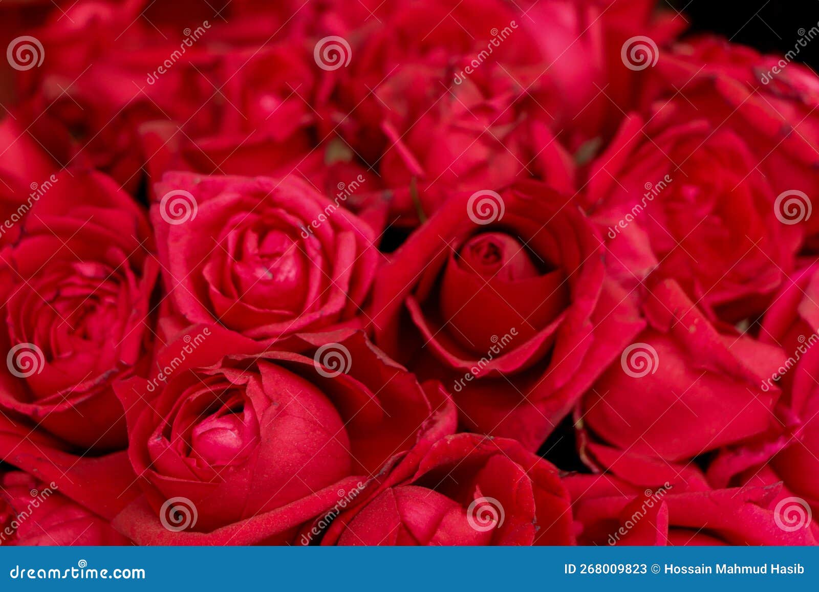 Fondo De Rosas Rojas Naturales Imagen de archivo - Imagen de planta ...