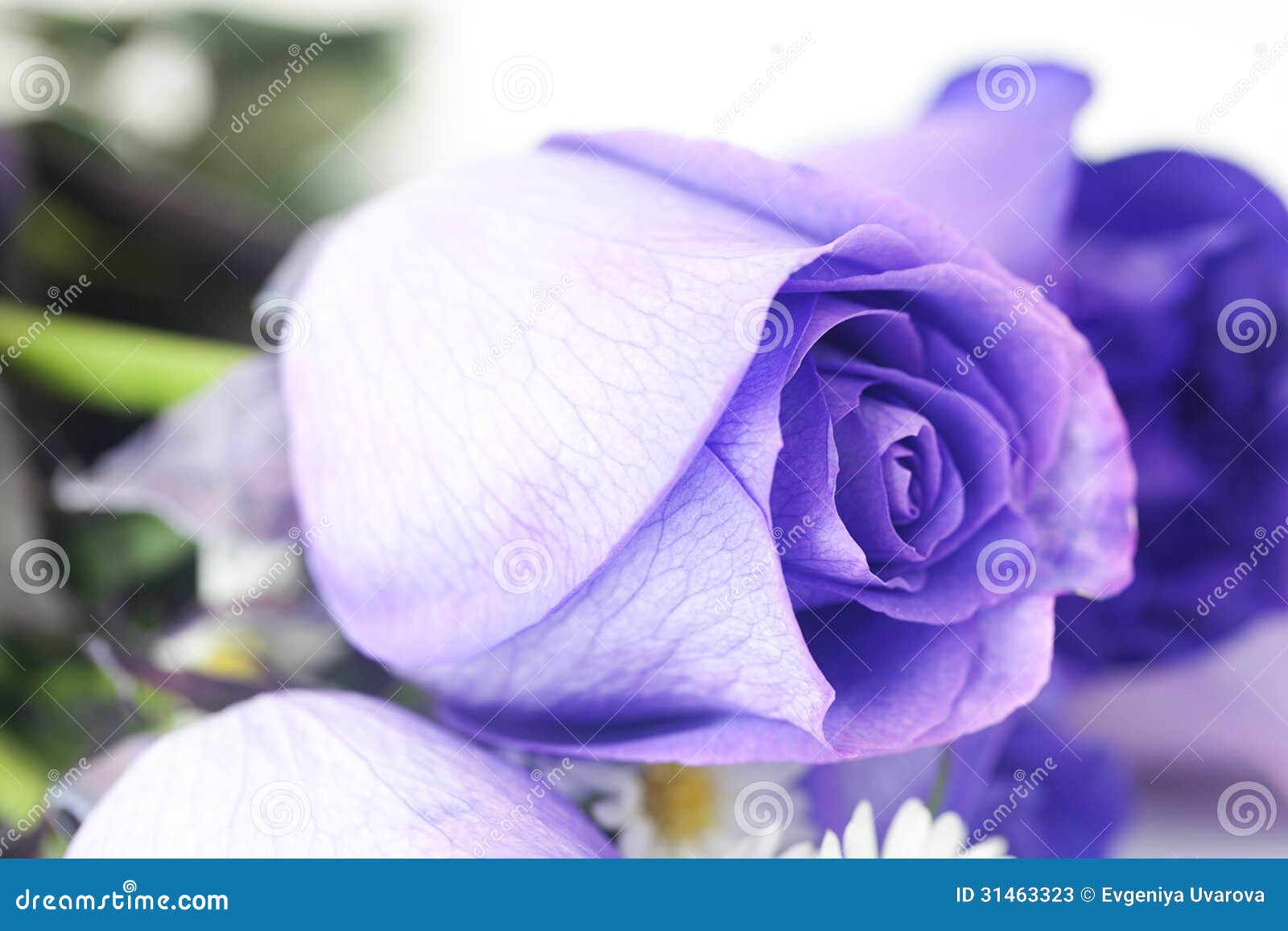 Fondo De Rosas Violetas Hermosas Imagen de archivo - Imagen de floral ...
