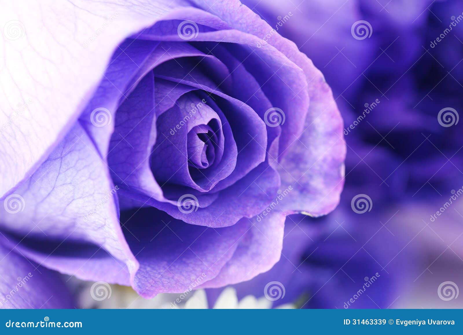 Fondo De Rosas Violetas Hermosas Imagen de archivo - Imagen de lila ...