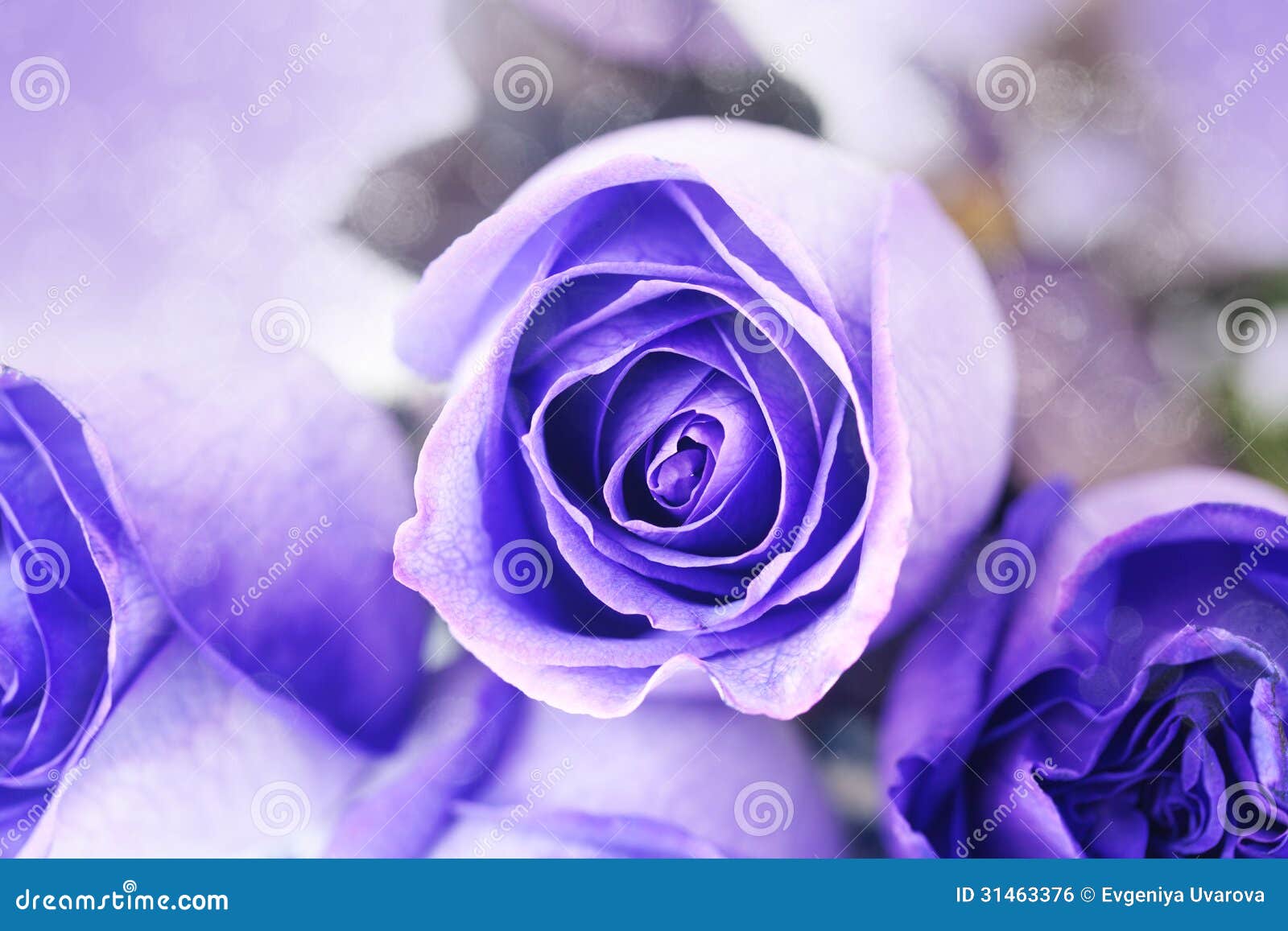 Fondo De Rosas Violetas Hermosas Foto de archivo - Imagen de belleza ...