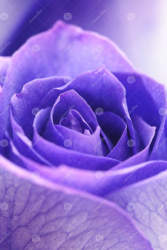 Fondo De Rosas Violetas Hermosas Imagen de archivo - Imagen de floral ...