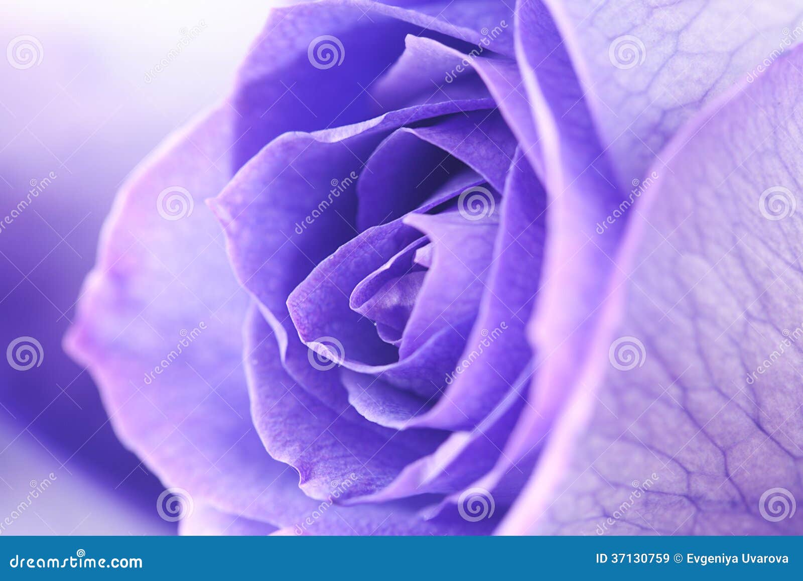 Fondo De Rosas Violetas Hermosas Imagen de archivo - Imagen de verde ...