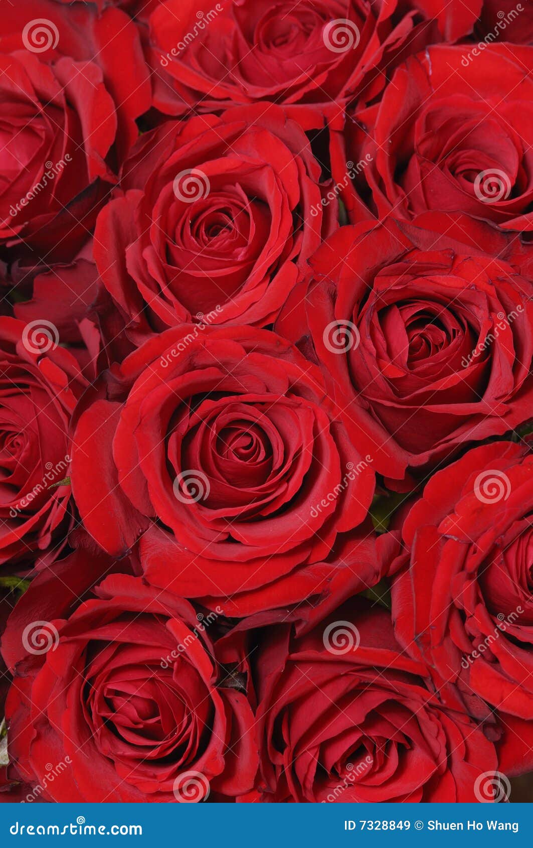 Fondo de Rose imagen de archivo. Imagen de macro, color - 7328849