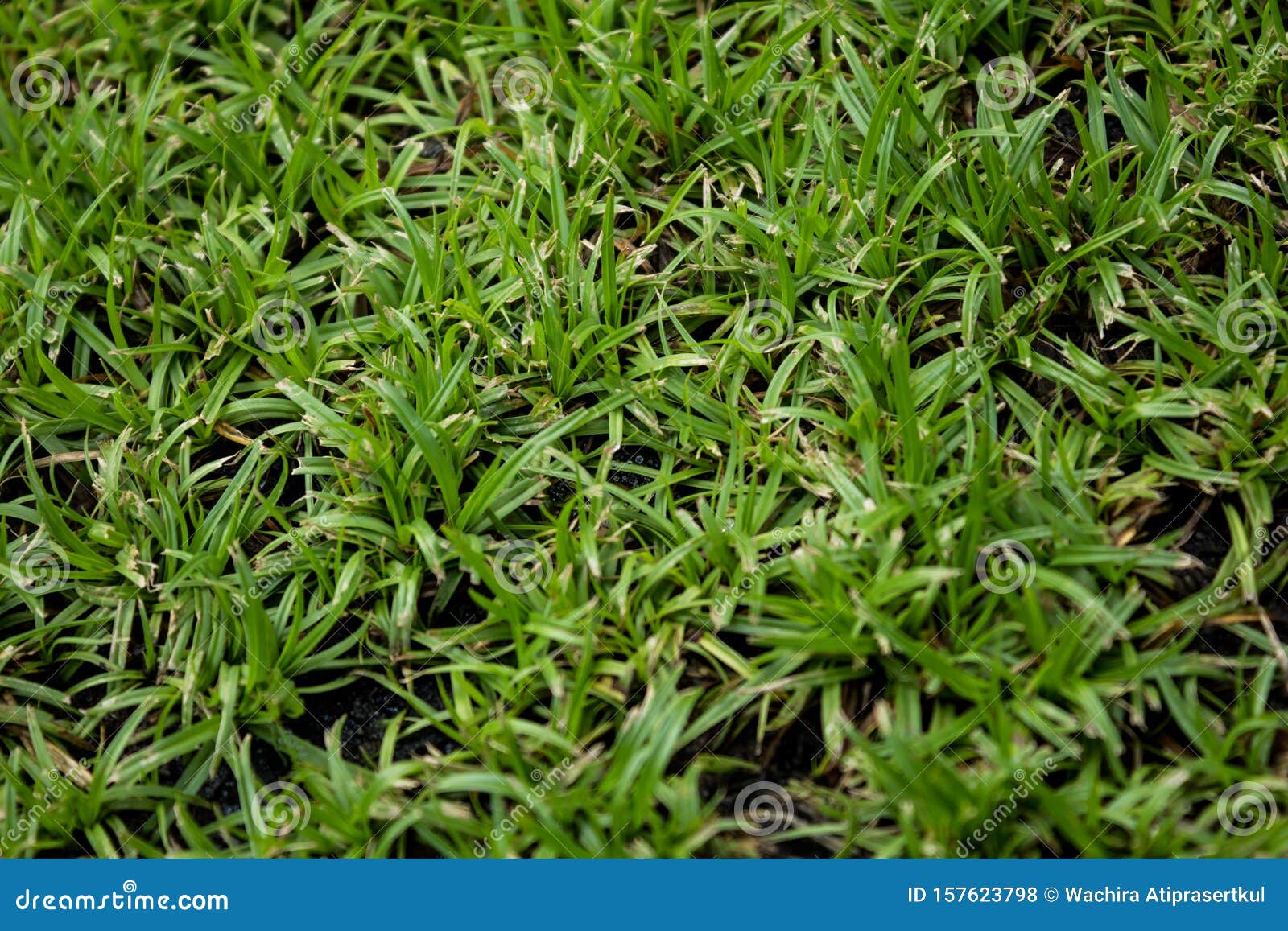 Fondo De Textura De Hierba/color Verde Foto de archivo - Imagen de ...