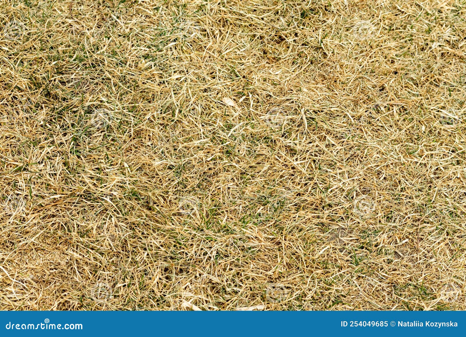 Fondo De Textura De Hierba Seca Con Hierba Verde. Textura De Hierba ...